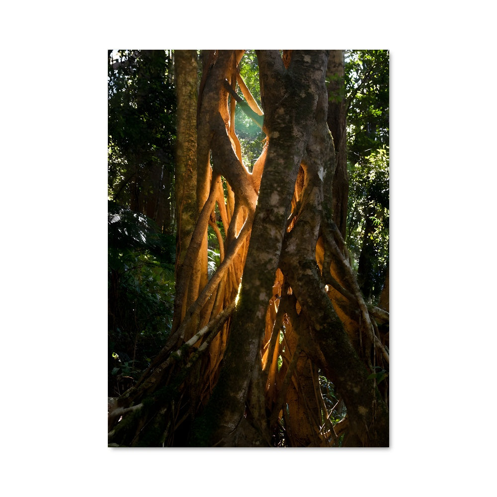 Banyan tree poster – Aesthetic Posters