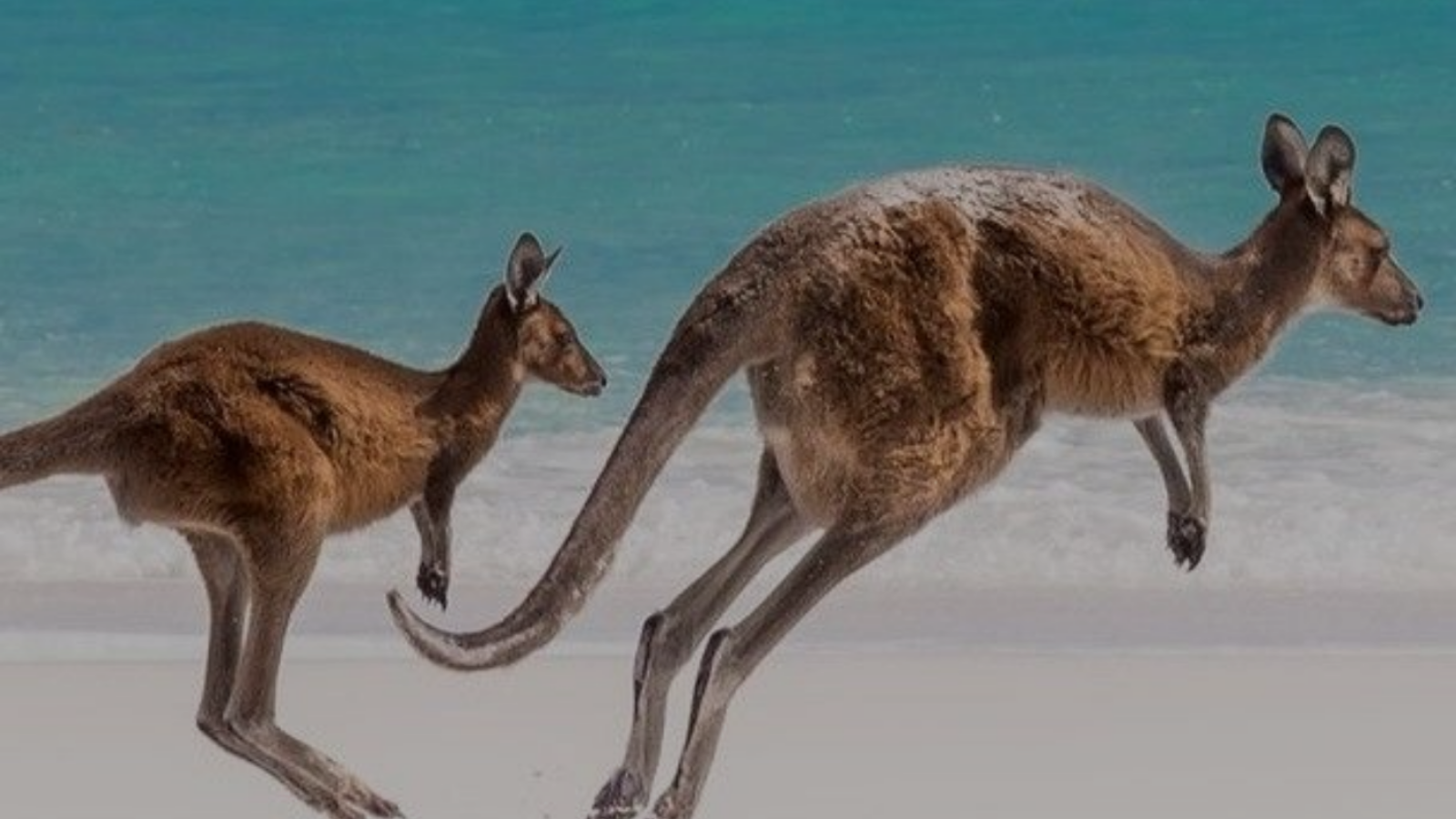 Kangaroo Posters | Aesthetic Posters