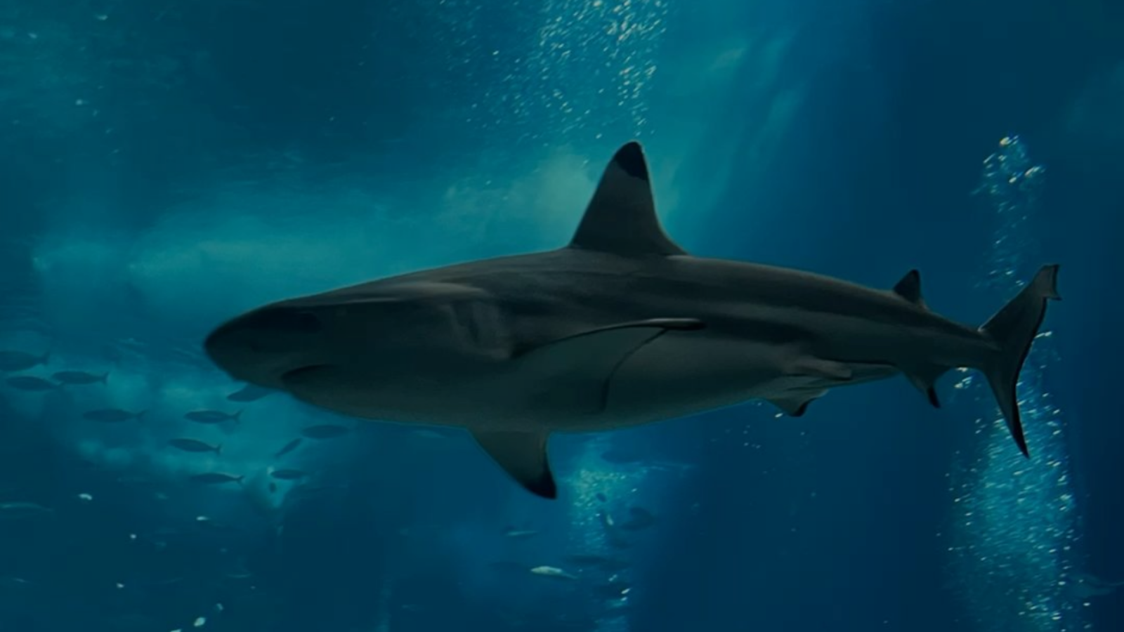 Shark Posters | Aesthetic Posters