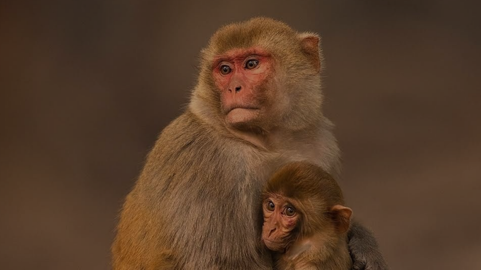 Monkey Posters | Aesthetic Posters