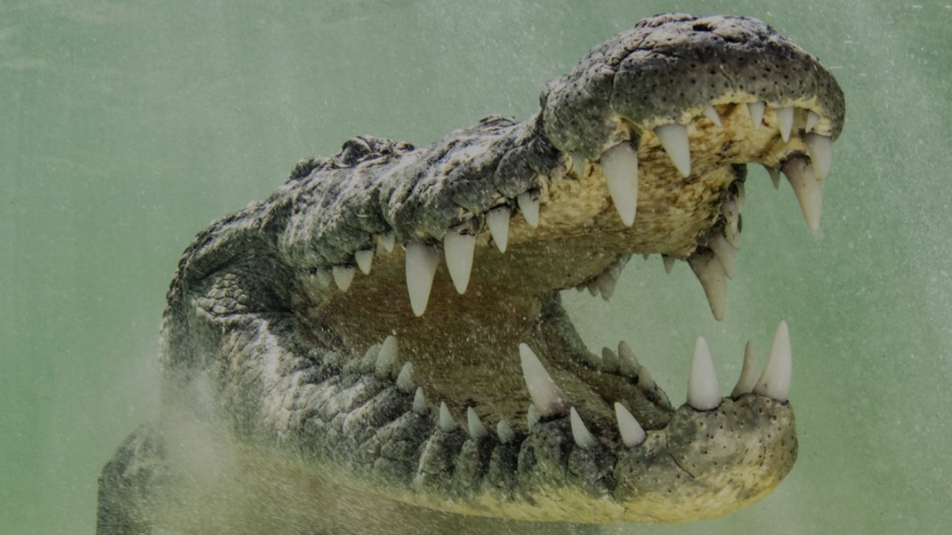 Crocodile Posters | Aesthetic Posters