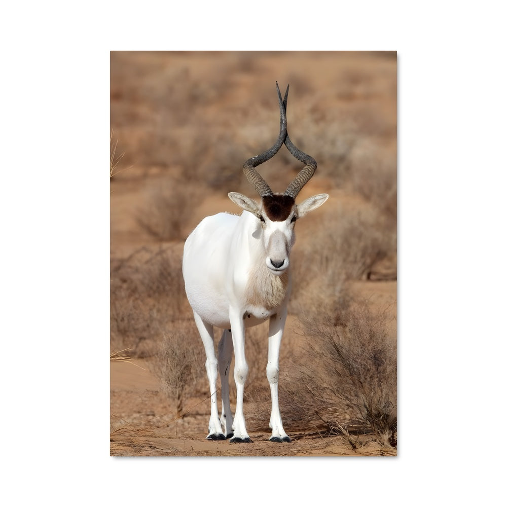 Poster The Flight of the Addax – Aesthetic Posters