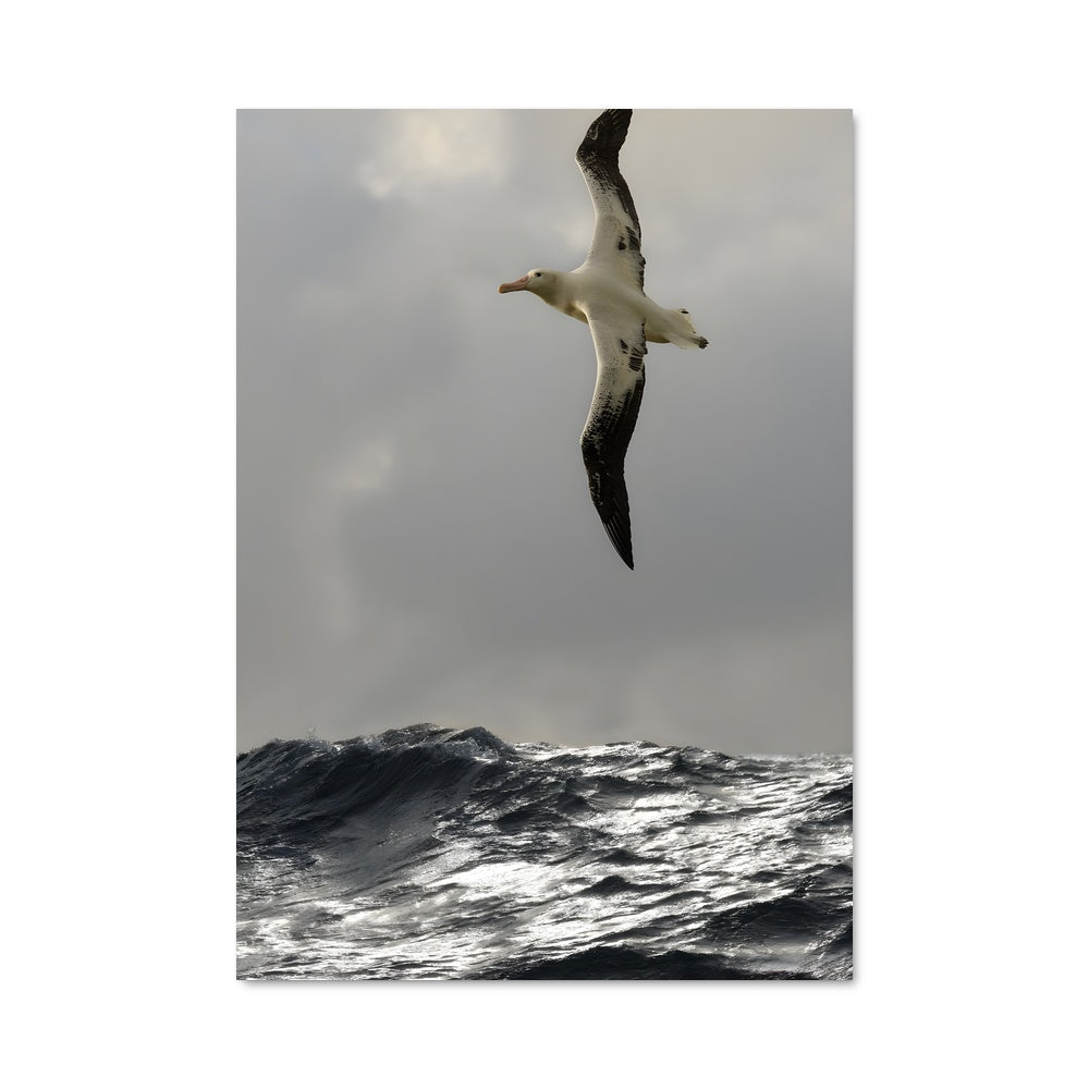 Albatross Takes Flight Poster – Aesthetic Posters