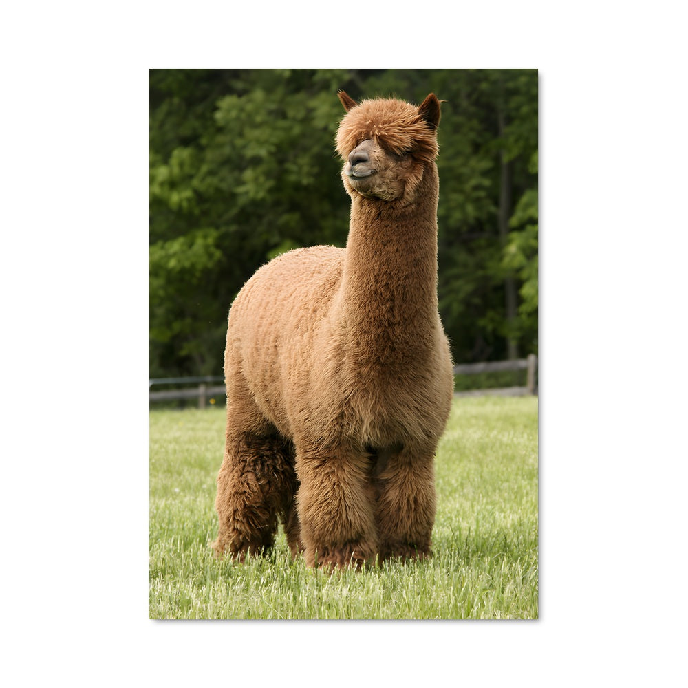 Alpaca in the Wild Poster – Aesthetic Posters