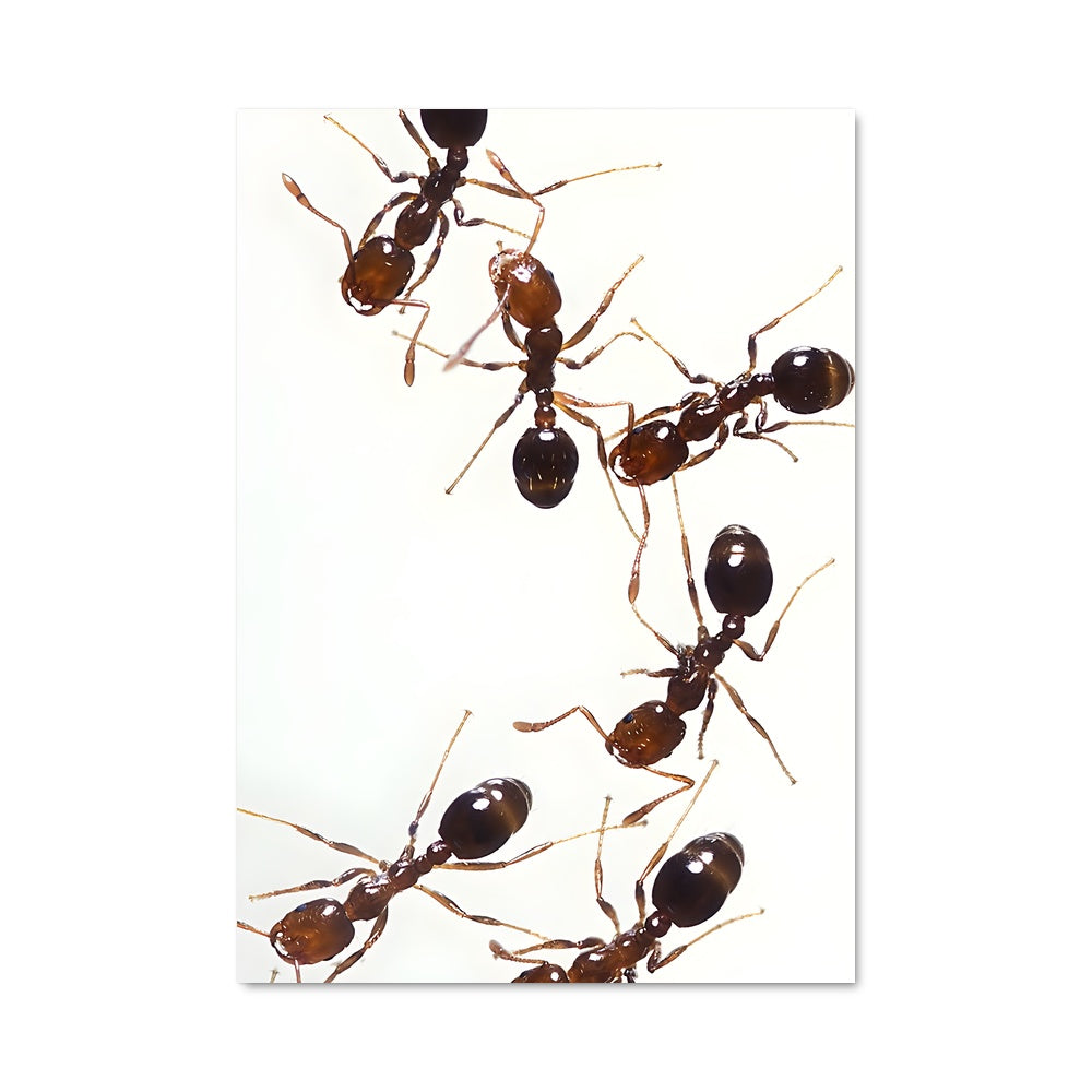 Greedy Ants Poster – Aesthetic Posters