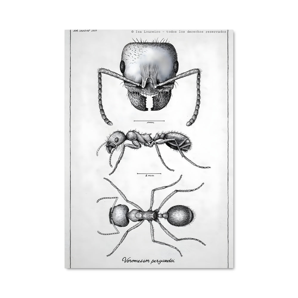 Ant-Mania Poster – Aesthetic Posters