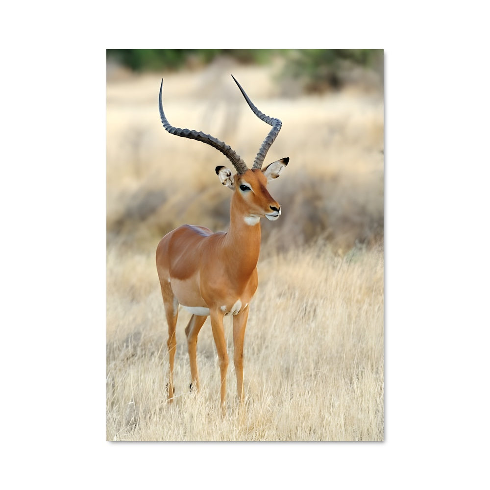 Gazelle Dance Poster – Aesthetic Posters