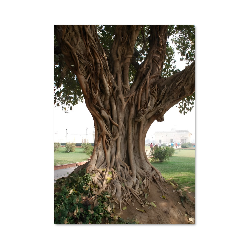 Banyan tree poster – Aesthetic Posters