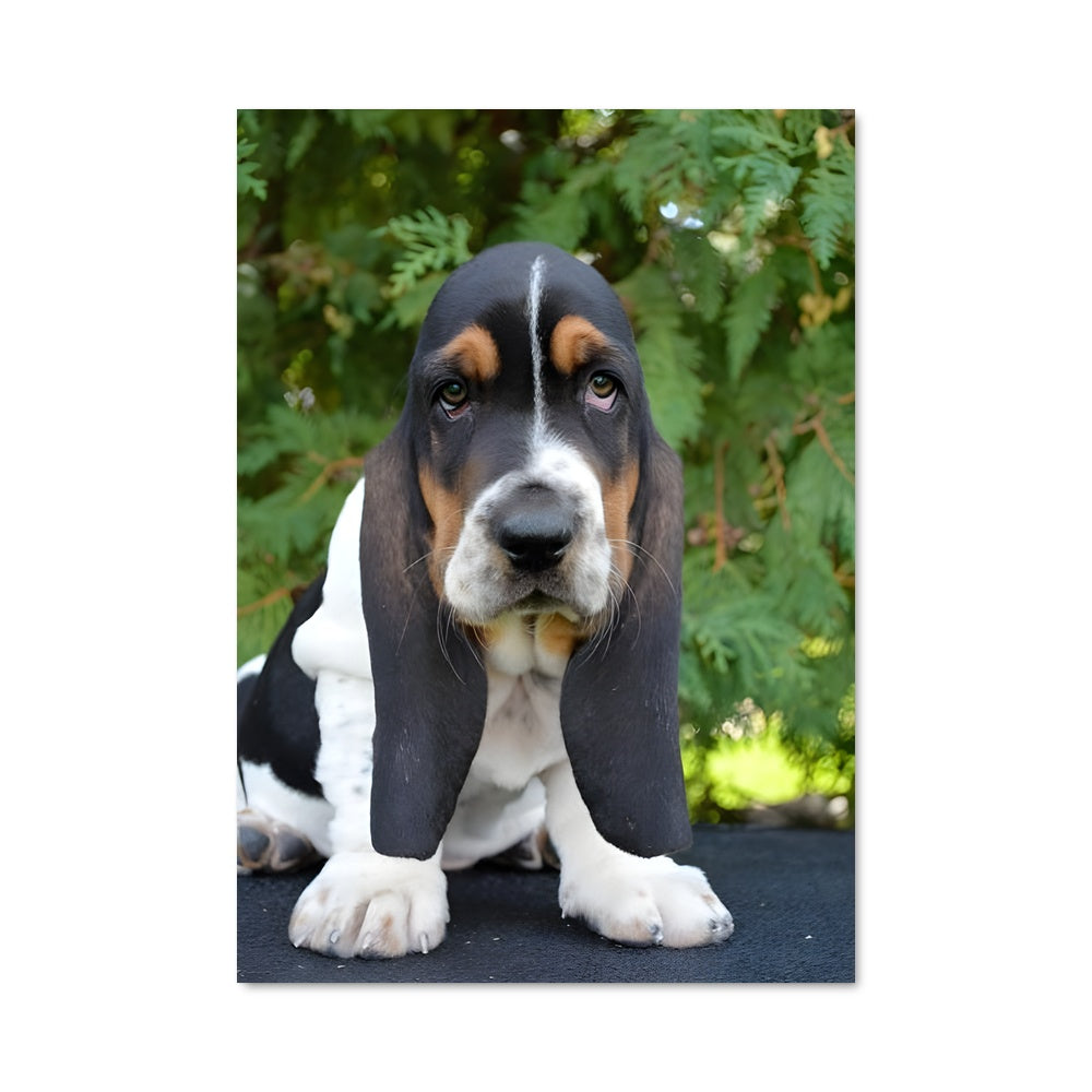 Poster of a Basset Hound with a Tender Gaze – Aesthetic Posters