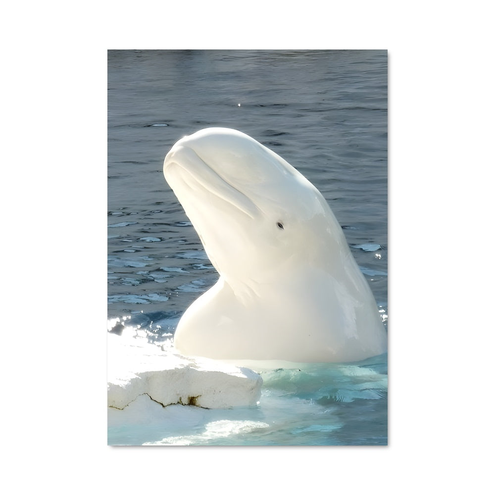 Beluga Dance Poster – Aesthetic Posters