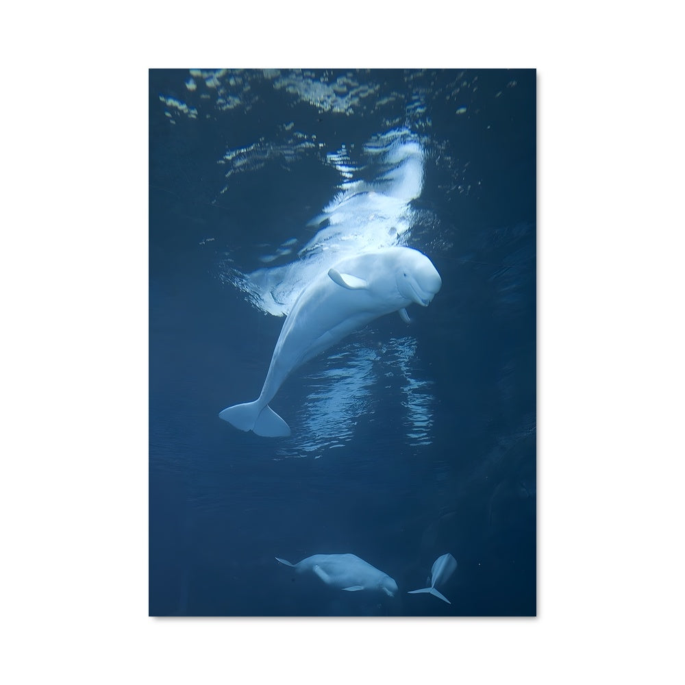 Beluga whale poster – Aesthetic Posters