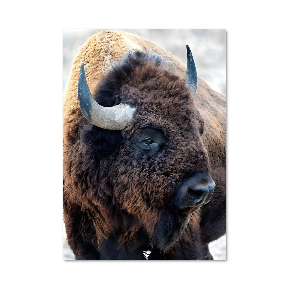 Majestic Bison Poster – Aesthetic Posters