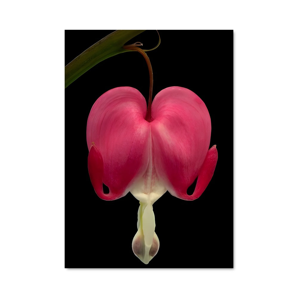 Bleeding Heart poster – Aesthetic Posters