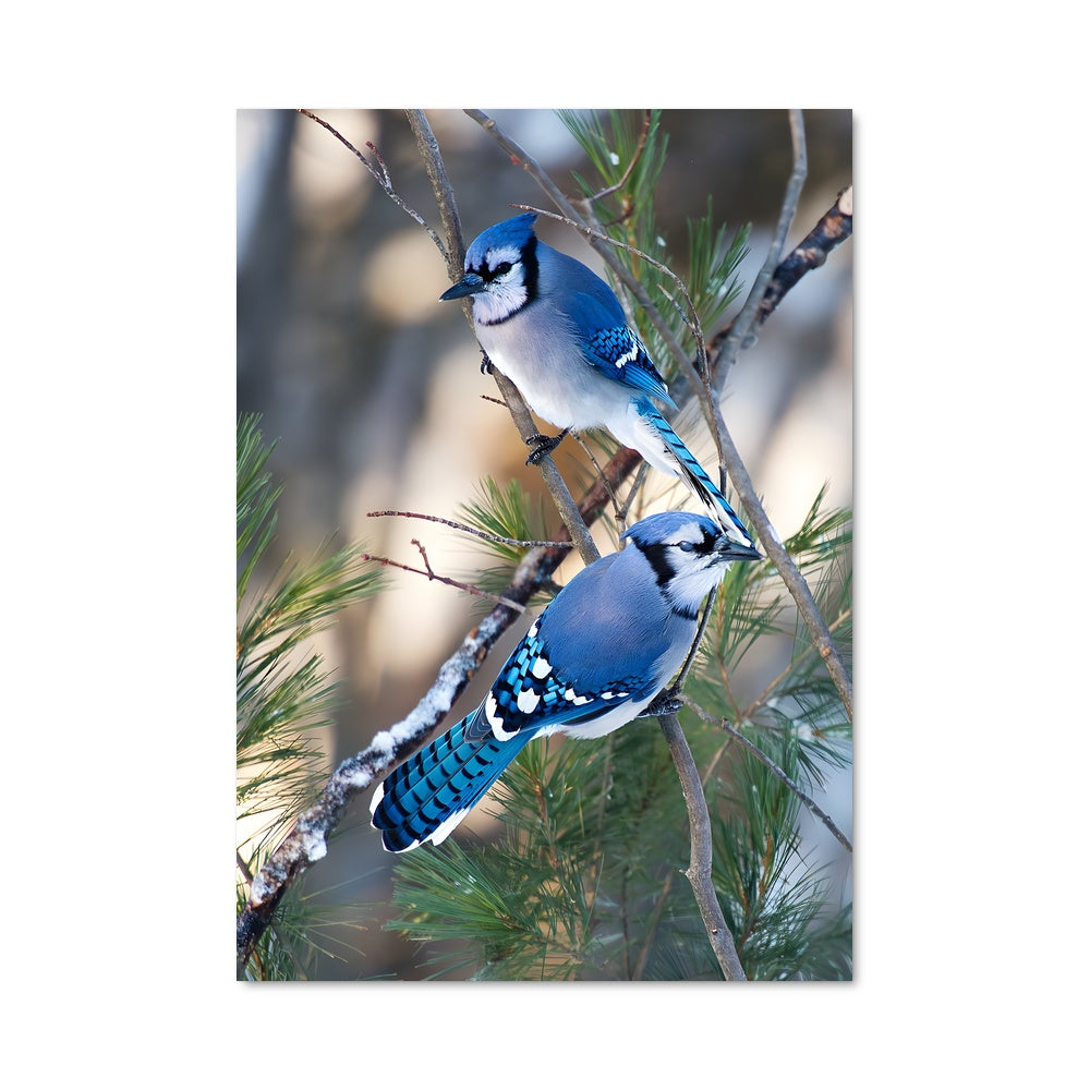 Blue Jay Poster – Aesthetic Posters