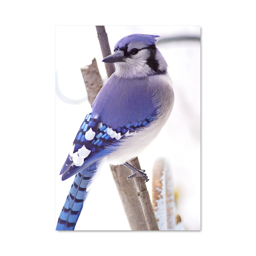 Blue Jay Poster – Aesthetic Posters