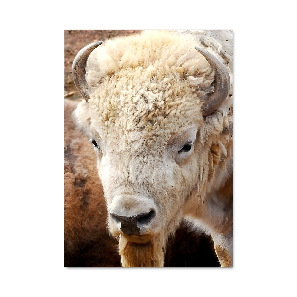 Buffalo Poster – Aesthetic Posters