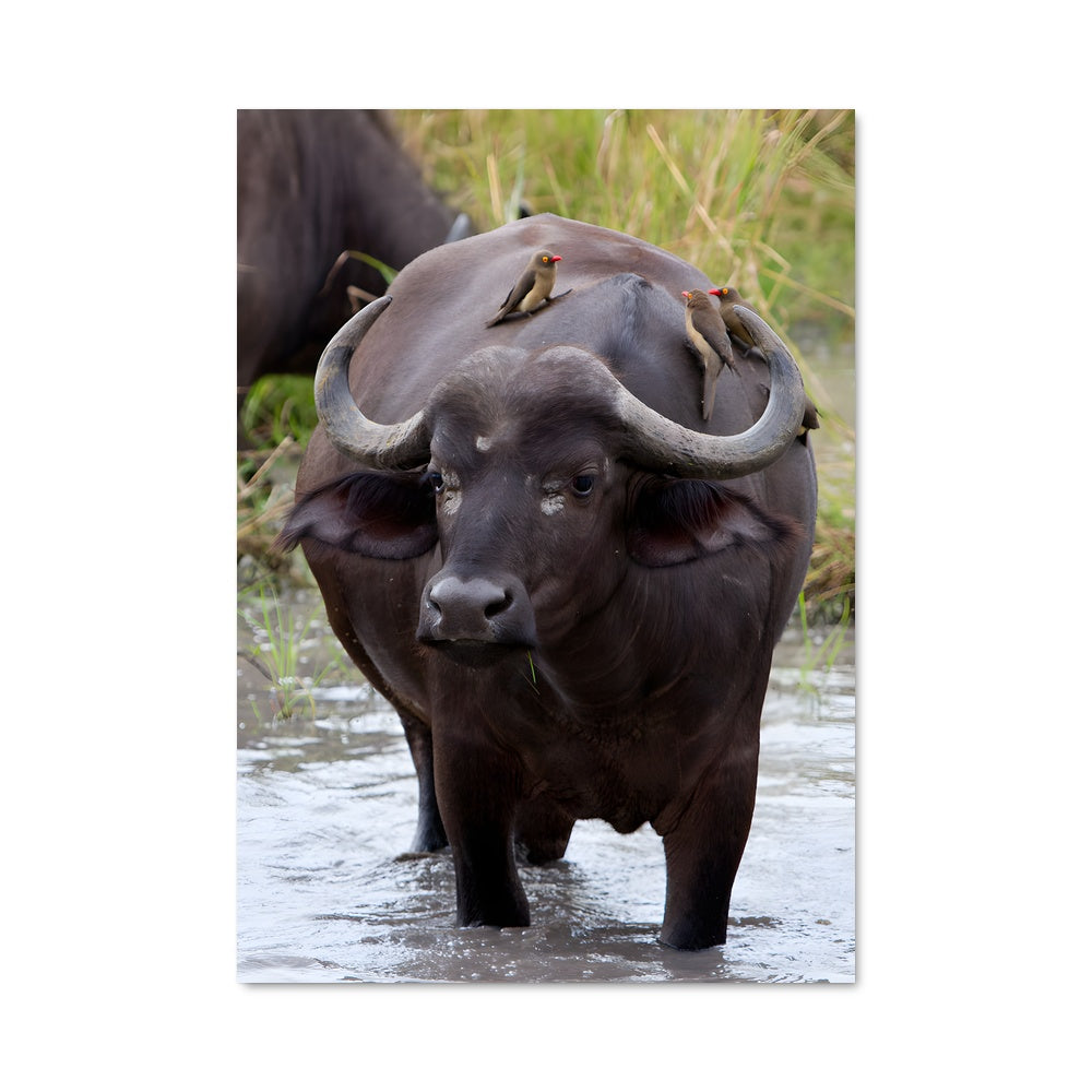 Buffalo Poster – Aesthetic Posters