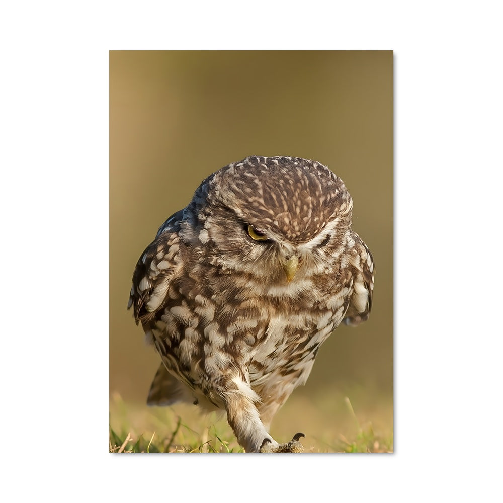 Underground Owl Poster – Aesthetic Posters