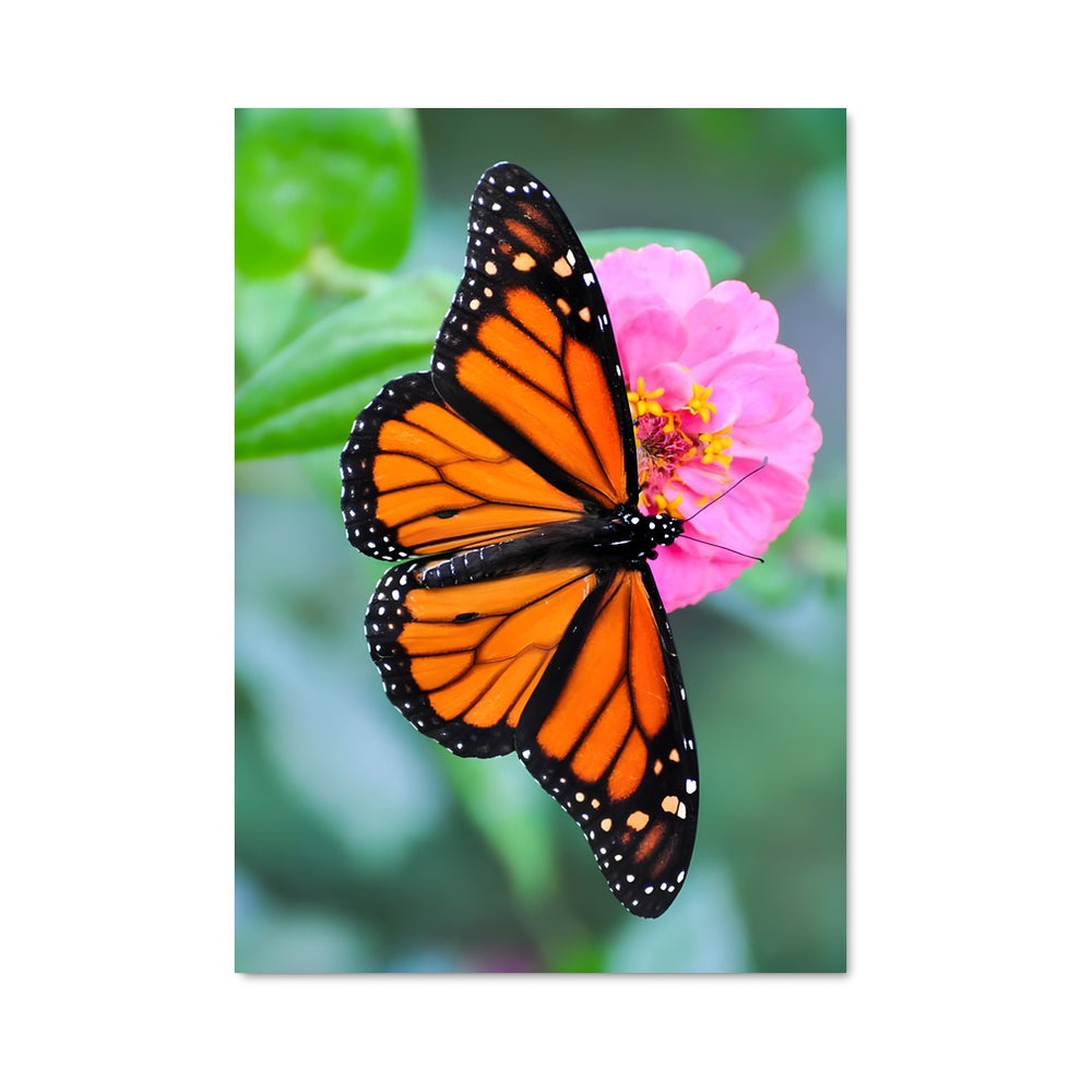 Monarch Butterfly Poster – Aesthetic Posters