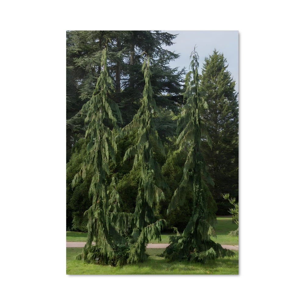 Cedar Shadows Poster – Aesthetic Posters