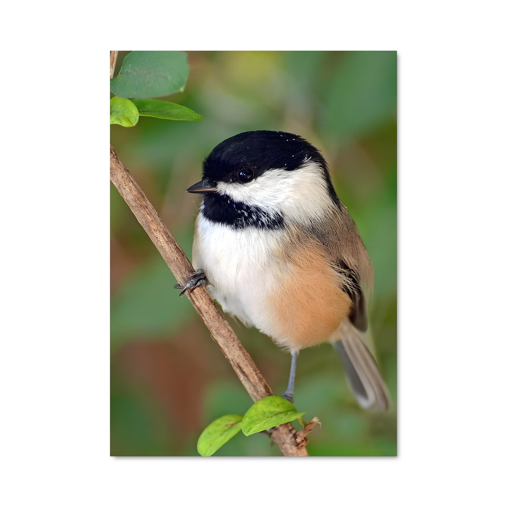 Poster The Titmouse – Aesthetic Posters