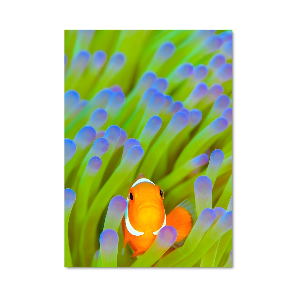 Clownfish Poster – Aesthetic Posters