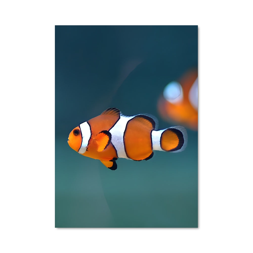 Clownfish Dream Poster – Aesthetic Posters