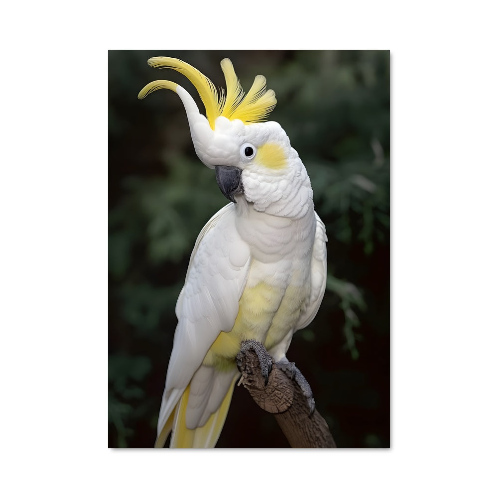 Dazzling Cockatoo Poster – Aesthetic Posters