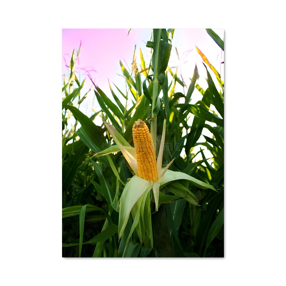 Corn Cob Poster – Aesthetic Posters