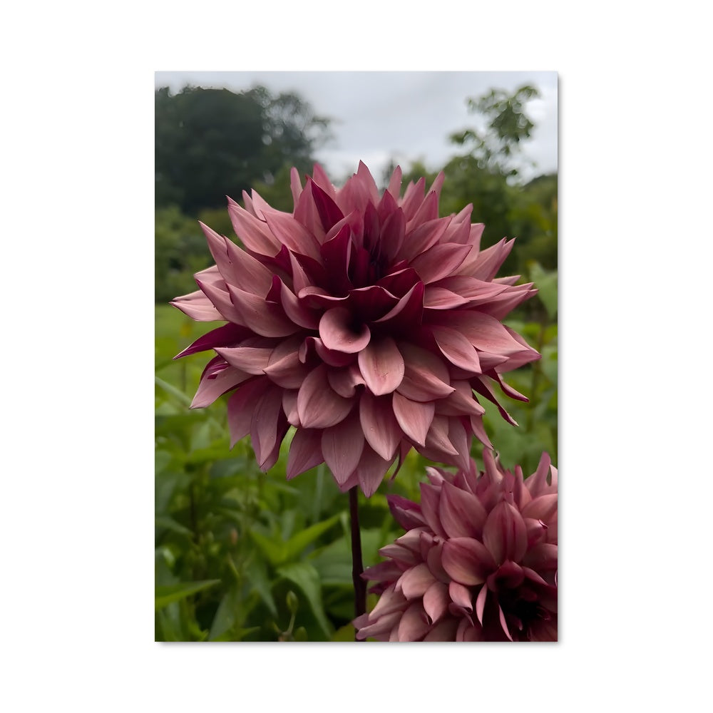 Dahlia Garden Poster – Aesthetic Posters