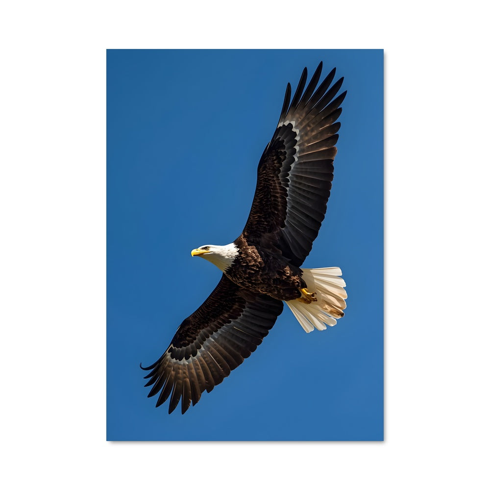 Eagle Poster – Aesthetic Posters