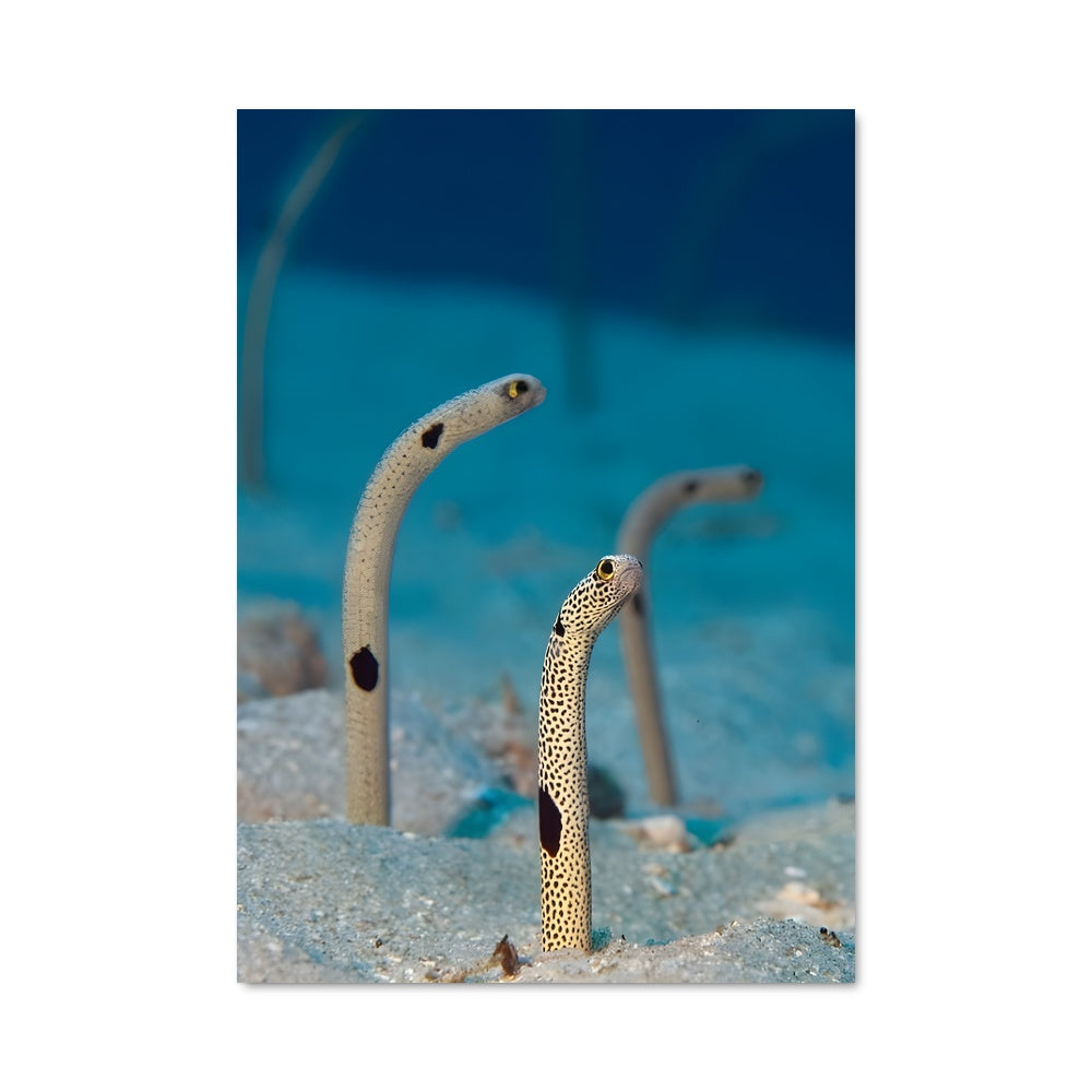 Eel Poster – Aesthetic Posters