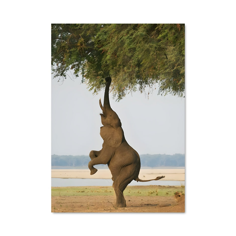 Elephant Posters | Aesthetic Posters