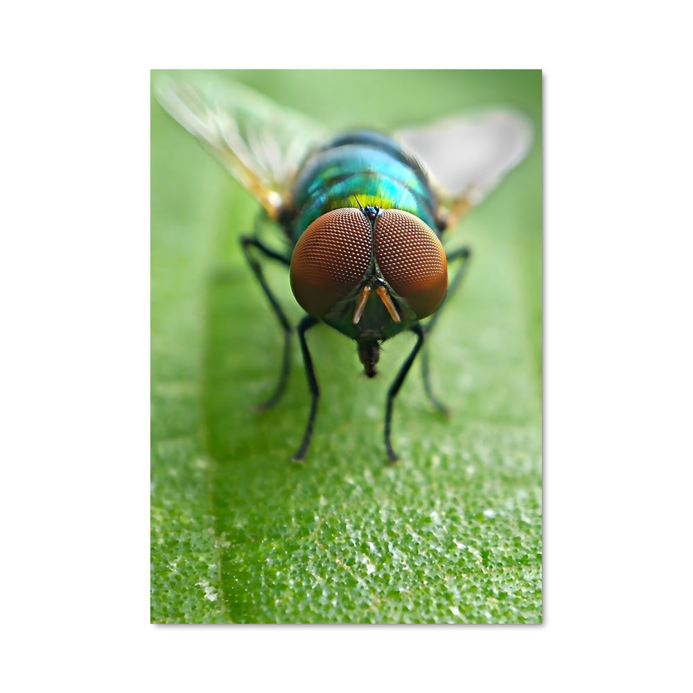 Emerald Fly Poster – Aesthetic Posters
