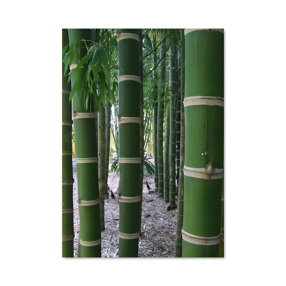 Giant Bamboo Poster – Aesthetic Posters