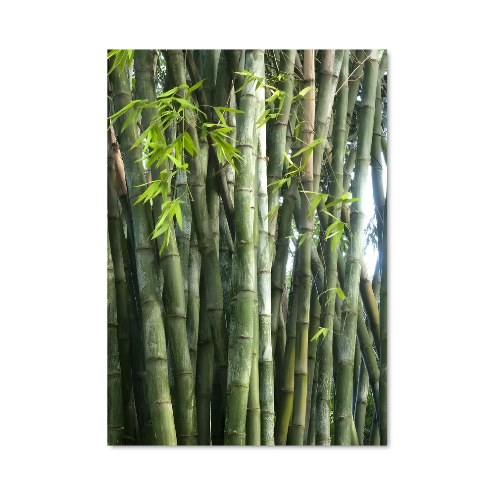 Giant Bamboo Poster – Aesthetic Posters