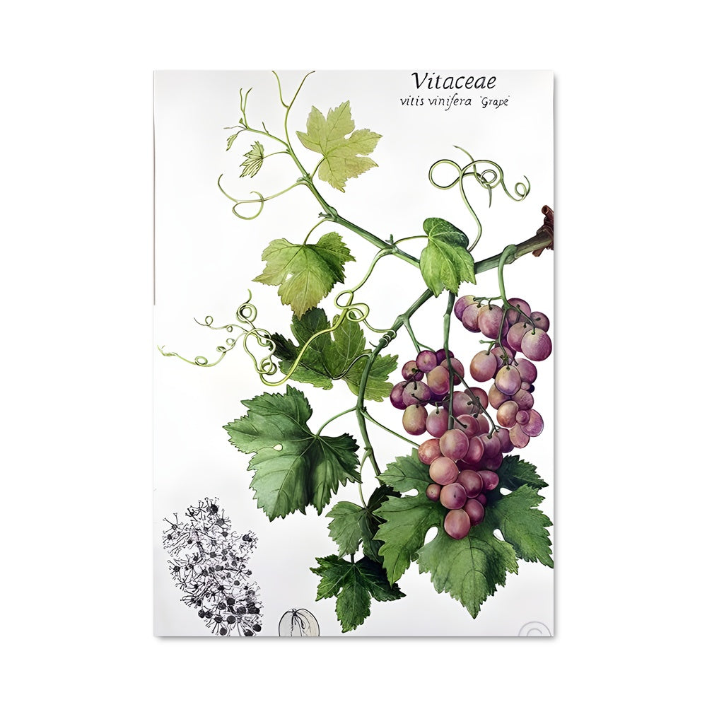 Vine of Light Poster – Aesthetic Posters