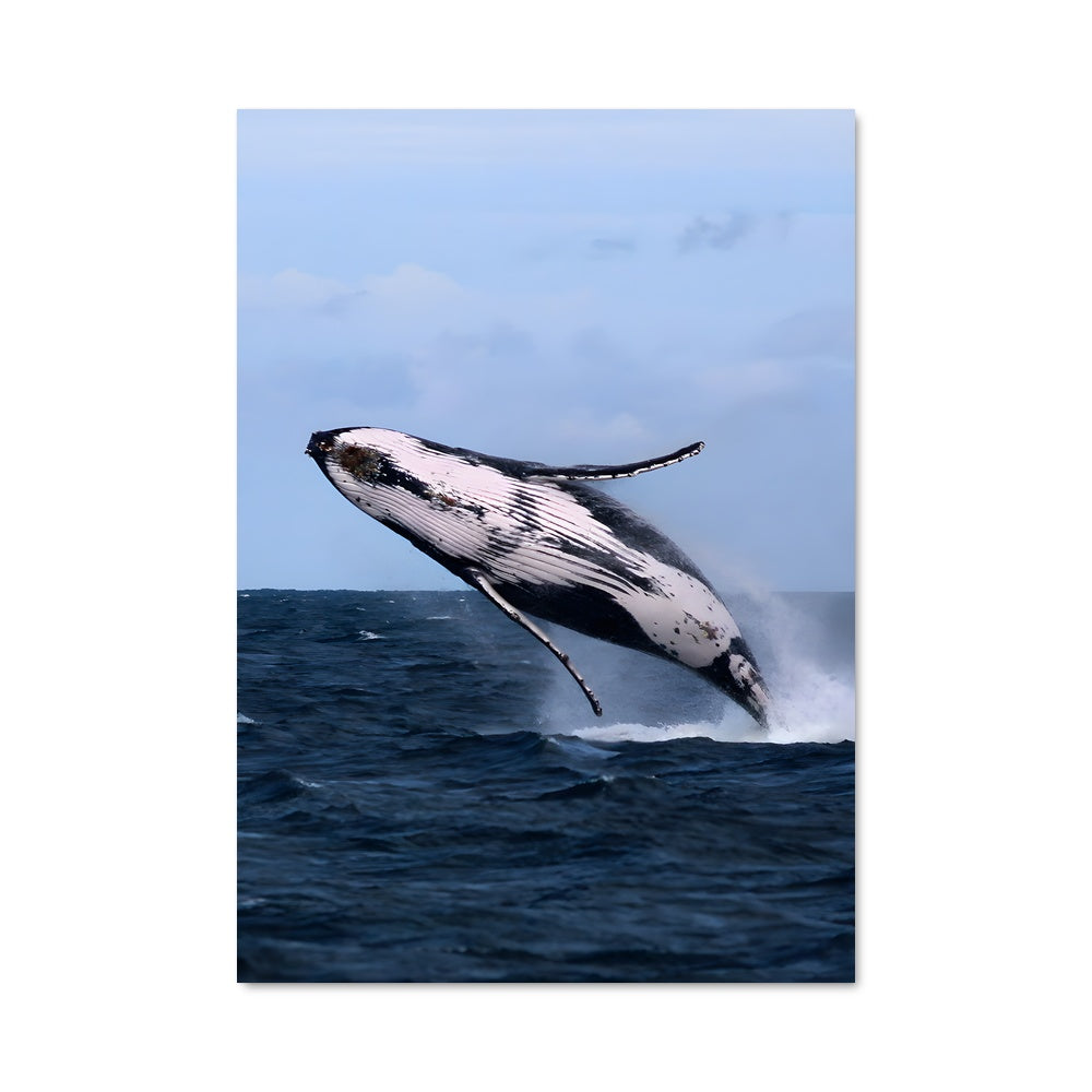 Whale Leaping Poster – Aesthetic Posters