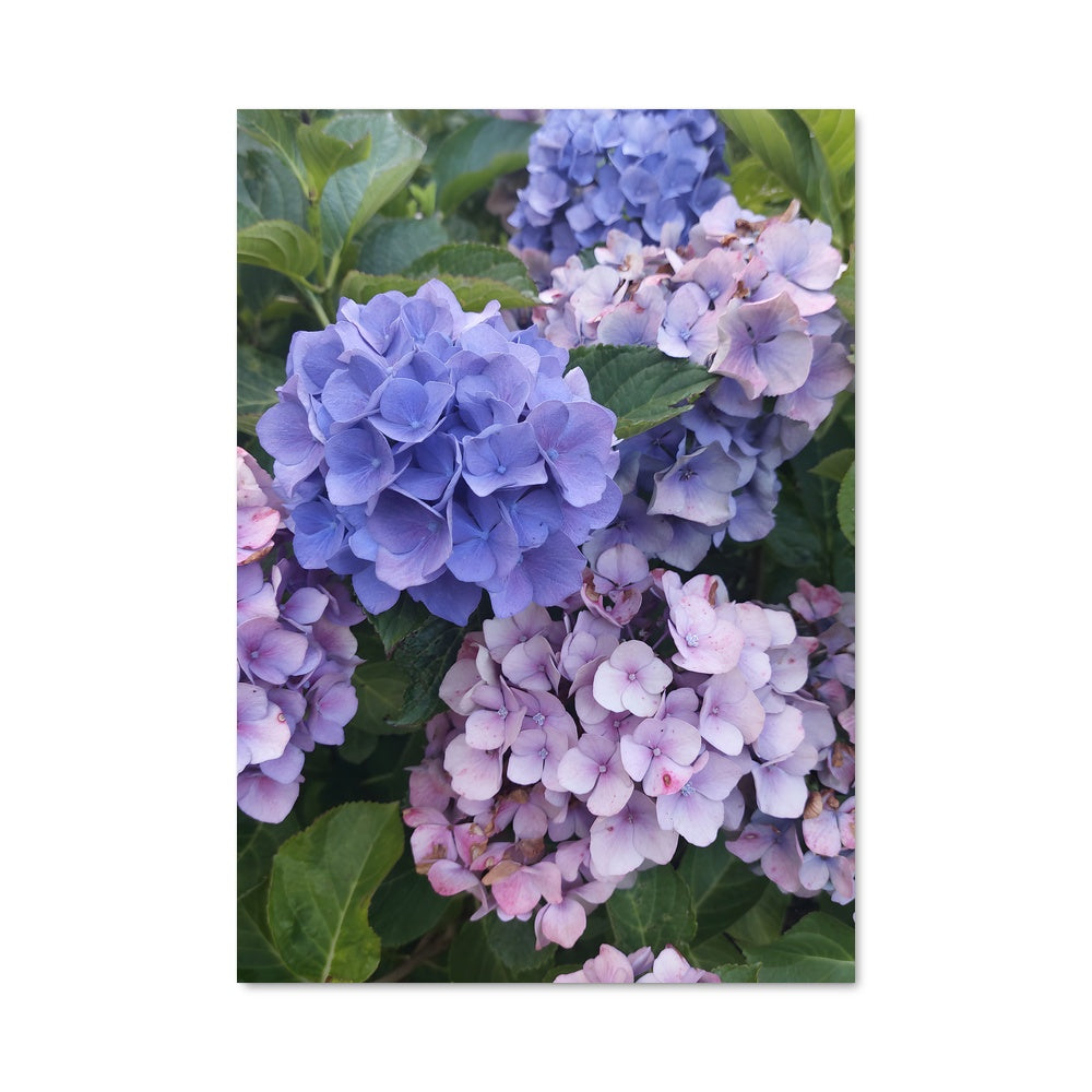 Hydrangea Blooming Poster – Aesthetic Posters