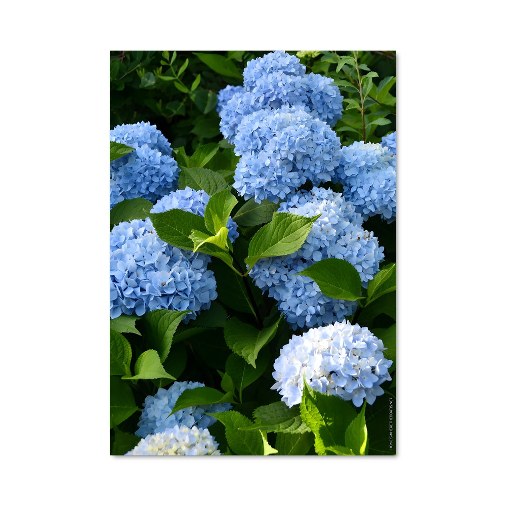 Hydrangea Dream Poster – Aesthetic Posters
