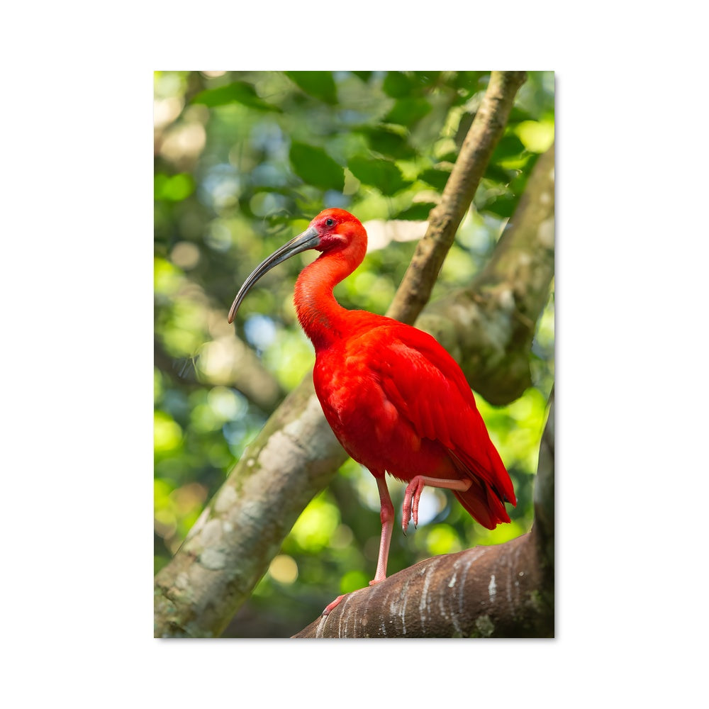 Red Ibis Poster – Aesthetic Posters