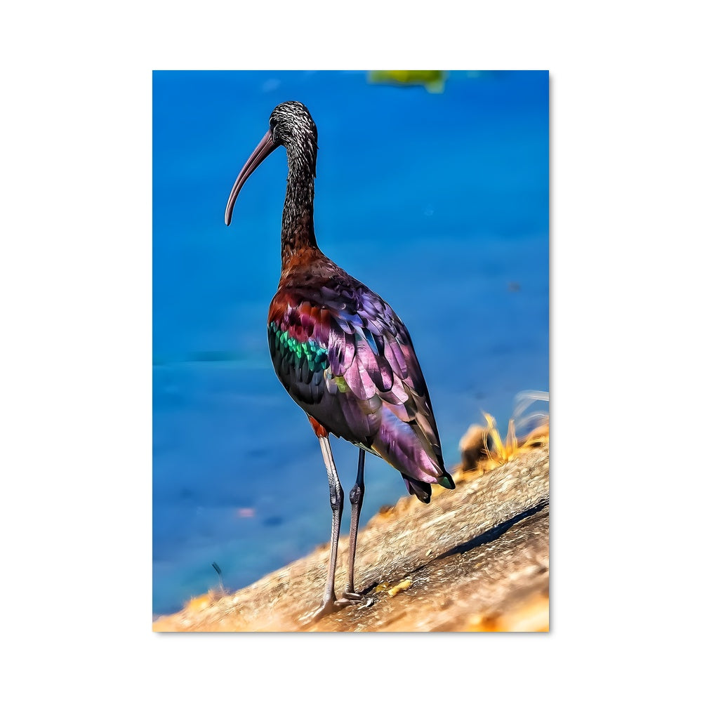 Majestic Ibis Poster – Aesthetic Posters