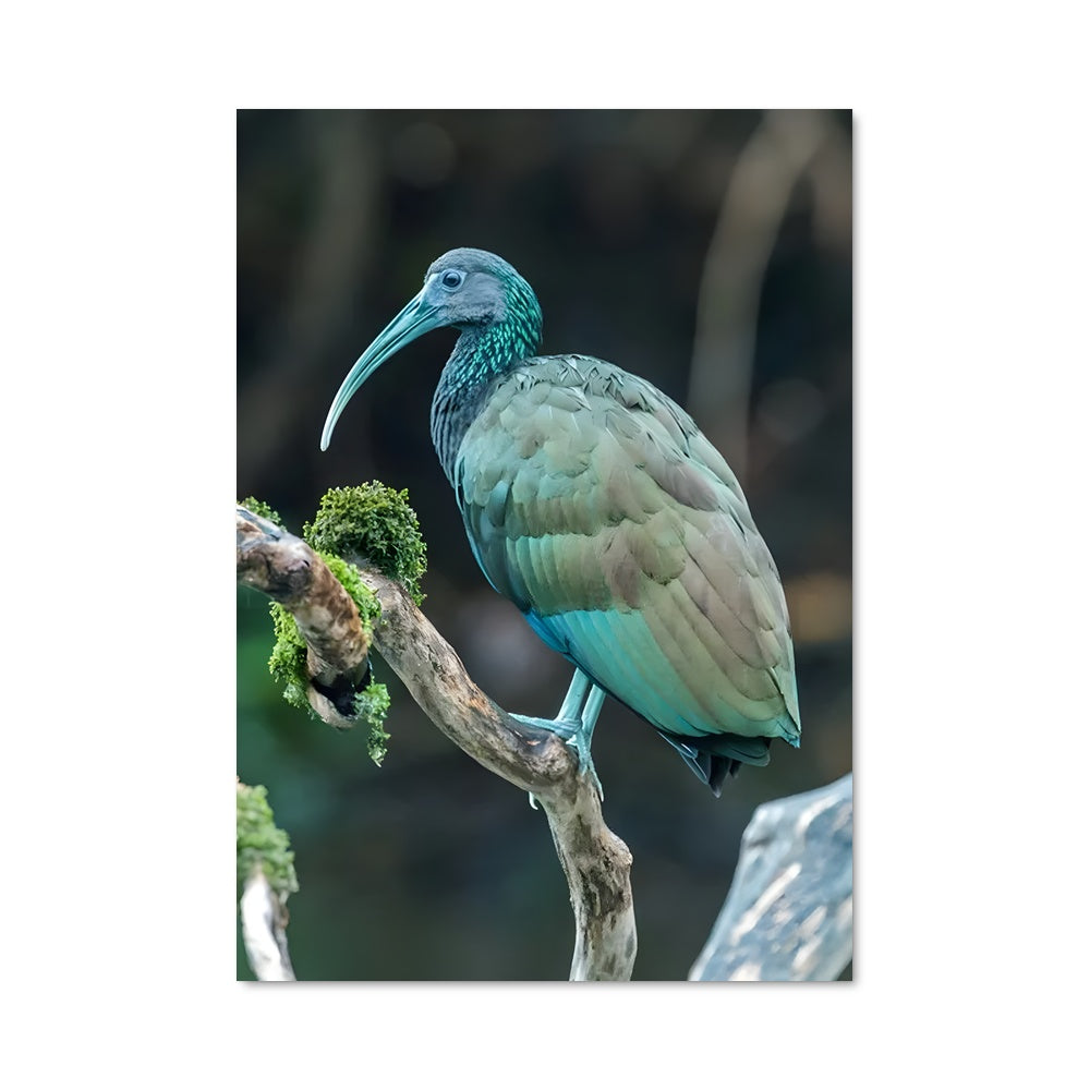 Ibis Emerald Poster – Aesthetic Posters