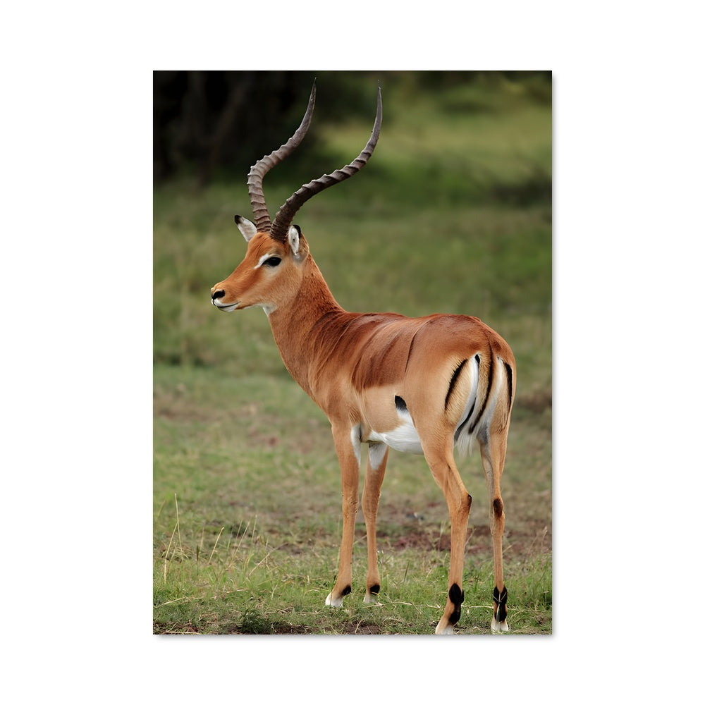 Wild Gazelle Poster – Aesthetic Posters