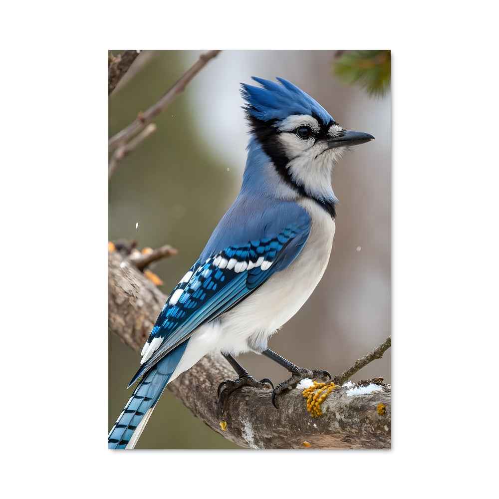 Snow Jay Poster – Aesthetic Posters