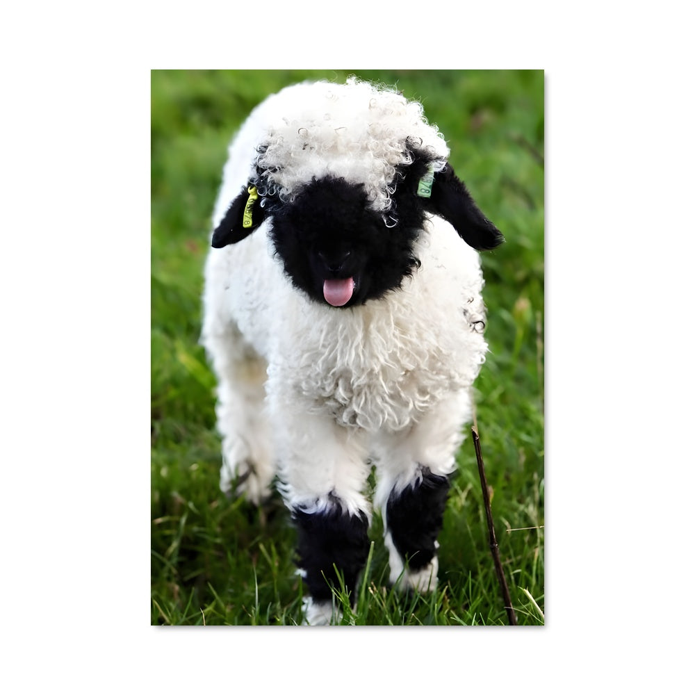 Lamb Poster – Aesthetic Posters
