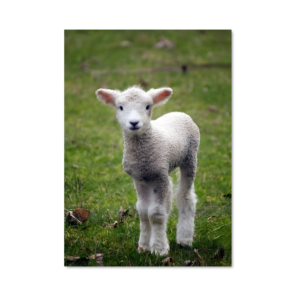 Enchanted Lamb Poster – Aesthetic Posters