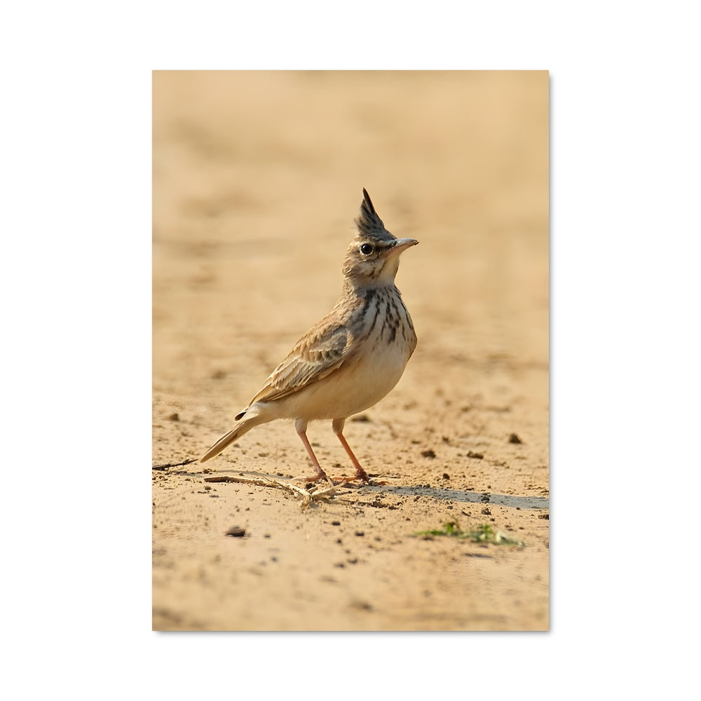 Sparrow Song Poster – Aesthetic Posters
