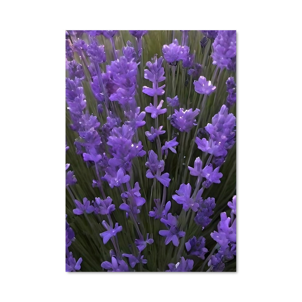 Lavender Poster – Aesthetic Posters