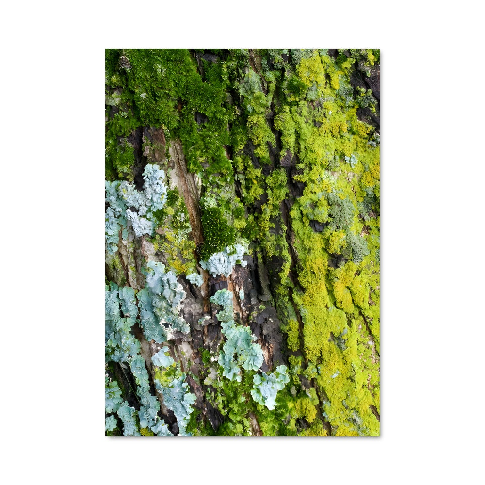 Mystic Lichen Poster – Aesthetic Posters